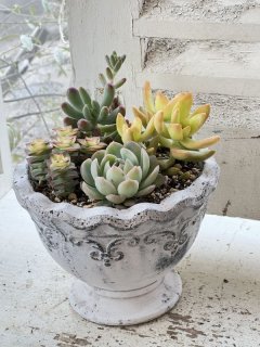 ミニひきだしプランターに多肉植物の寄せ植え - Le Ciel(ル ミニひきだしプランターに多肉植物の寄せ植え - Le Ciel(ル